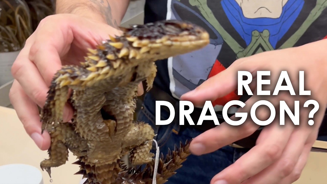 Sungazer Lizard: The Real-Life Dragon Behind Game of Thrones? - YouTube