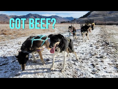 Feeding 55 Huskies || 2 Tons of Colorado Beef - YouTube