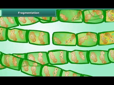 Fragmentation - YouTube