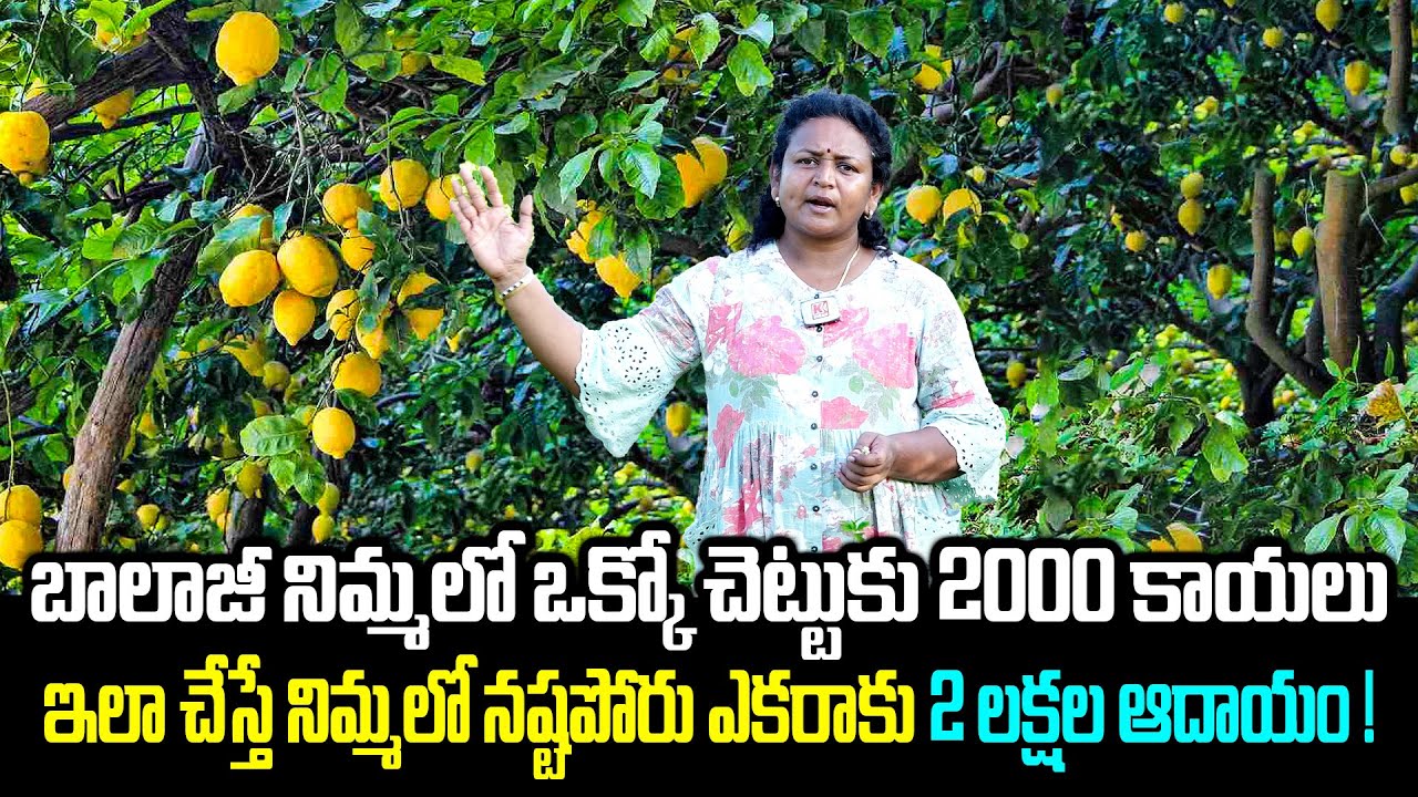 బాలాజీ నిమ్మ సాగు చేస్తున్న మహిళా రైతు ! | Lemon Farming | Balaji Lemon ...