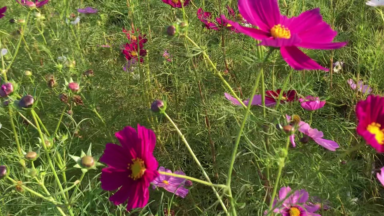 Cosmos at Hitachi Seaside Park, Tochigi Japan - YouTube