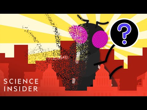 What Would The World Be Like Without Insects