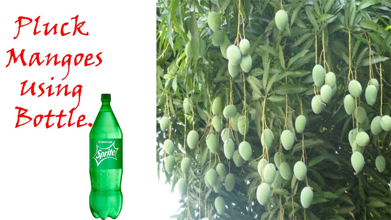 Best Way To Pluck Mangoes Using A Bottle & Bamboo. - YouTube