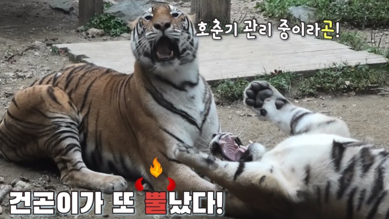 에버랜드 호랑이 어흥 훈육 중에 유리창 너머로 들리는 아름이의 목소리🐾 아름이 호춘기를 관리해주는 육아 만랩 엄마 호랑이 건곤🐯skorea Everland