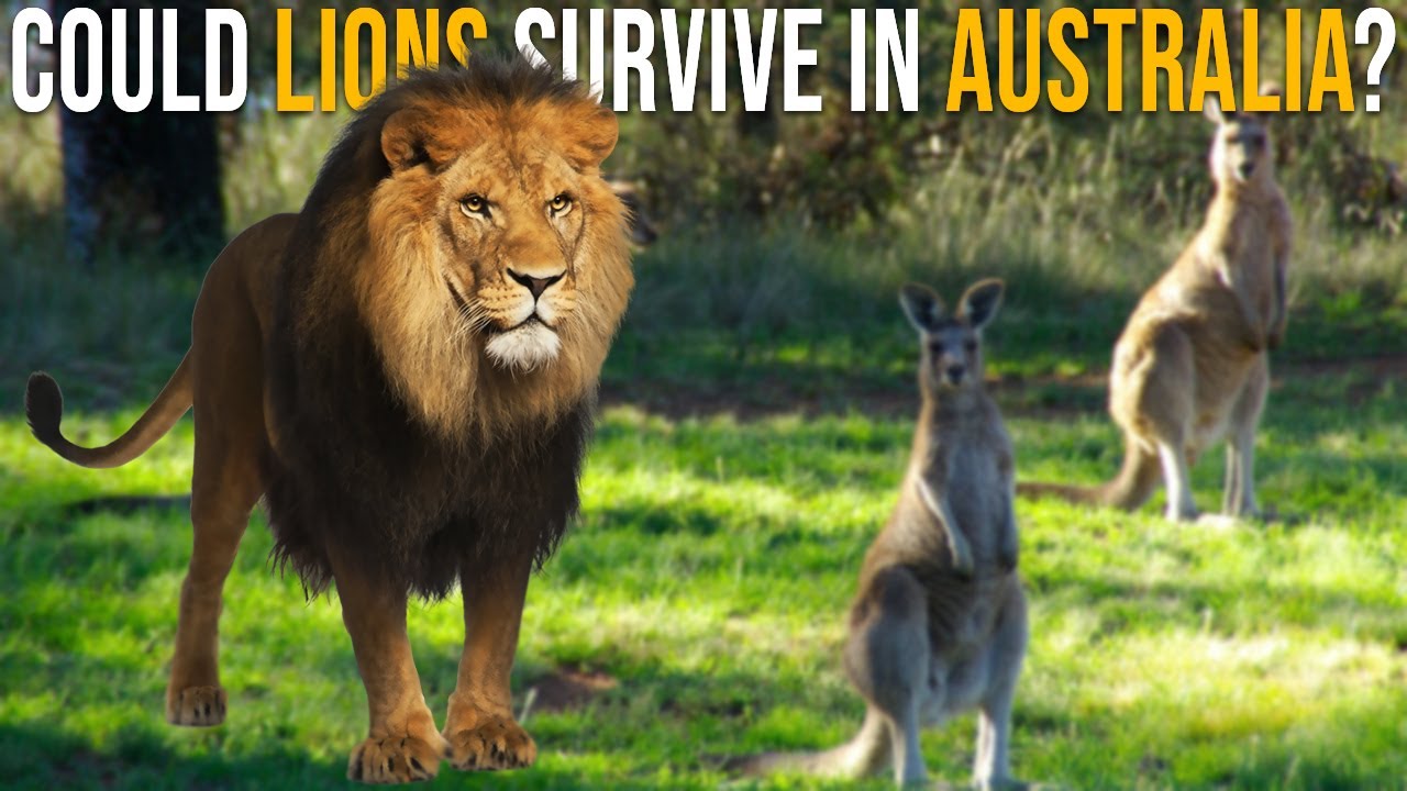 Could Lions Survive in Australia As An Invasive Species? - YouTube