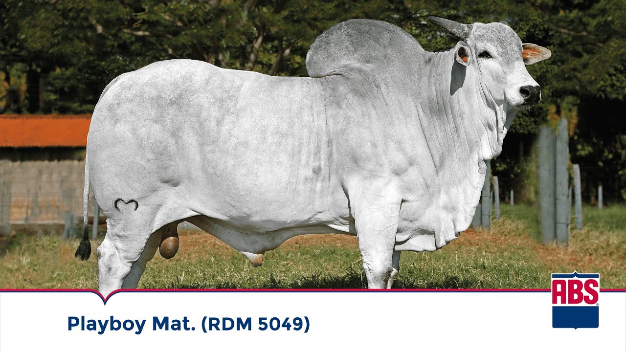 PLAYBOY MAT (RDM 5049) - Touro Nelore ABS - YouTube