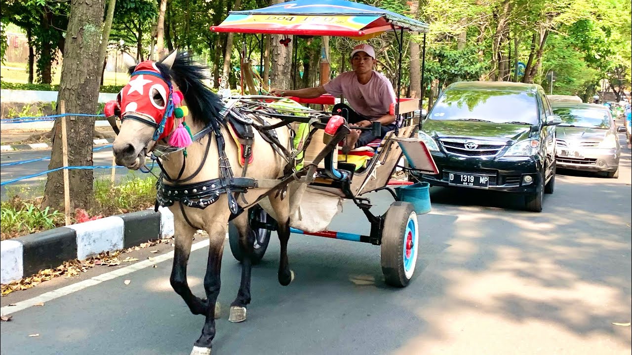 kuda - kuda tunggang - kuda gasibu - kuda delman - kuda candi ...