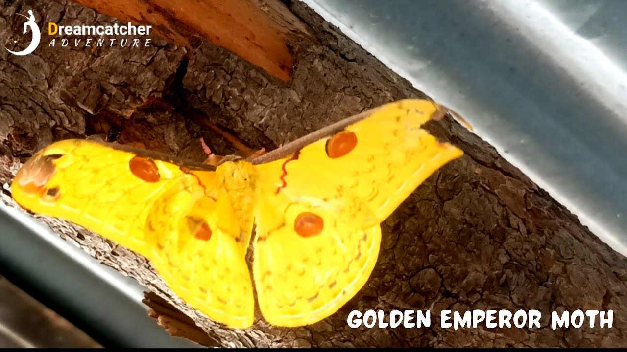 🦋 The Golden Emperor moth - and its broken wing - YouTube