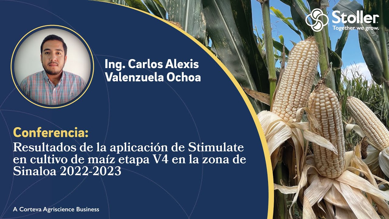 Resultados de la aplicación de Stimulate en cultivo de maíz etapa V4 en ...