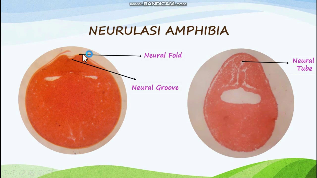 Perkembangan Hewan - Neurulasi (Kelompok 4B) - YouTube