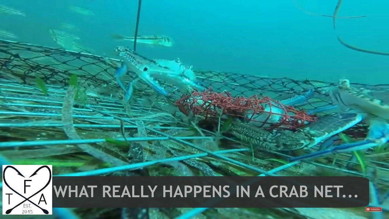 YOU'LL NEVER BELIEVE WHAT HAPPENS IN A CRAB NET!!! - YouTube