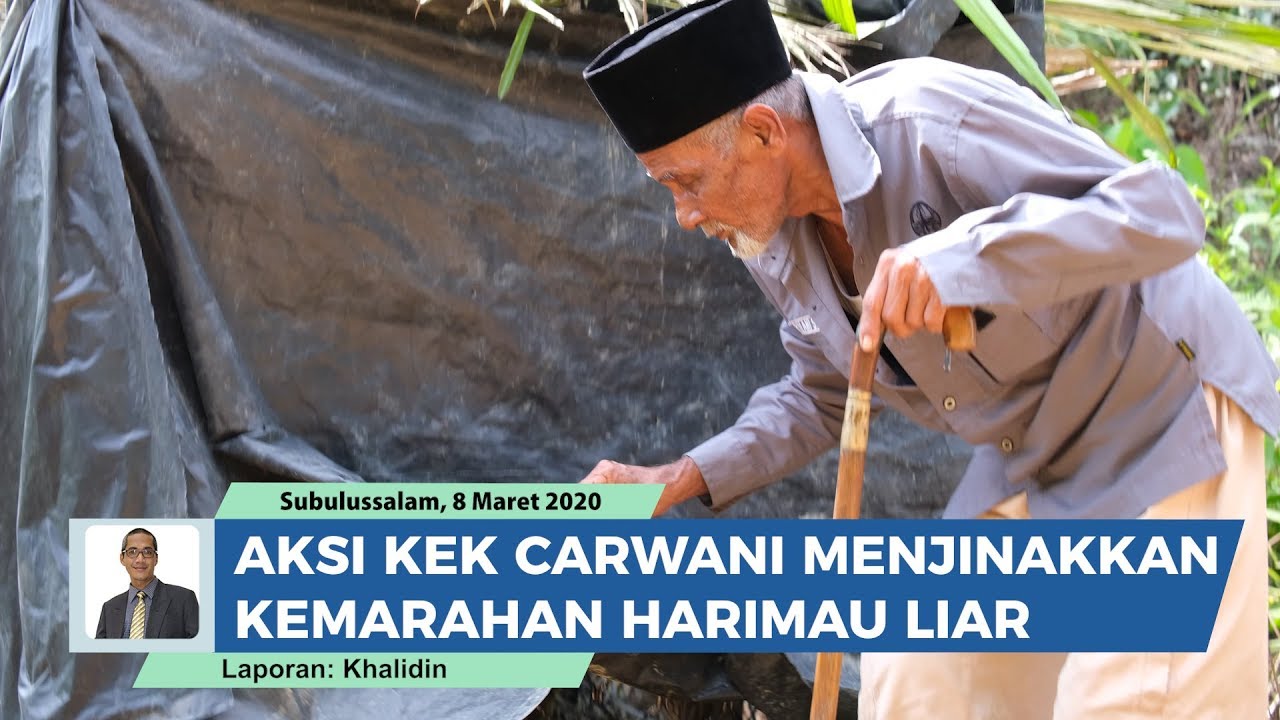 Aksi Kakek 83 Tahun Taklukan Harimau Liar. Carwani Dikenal Sebagai ...