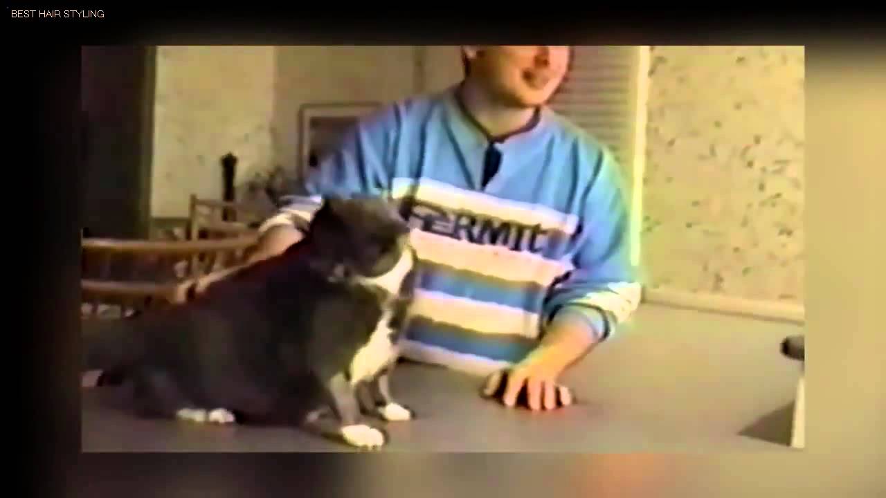 Cats SAY funny things funny cat video with Sound Effect SUPER funny ...