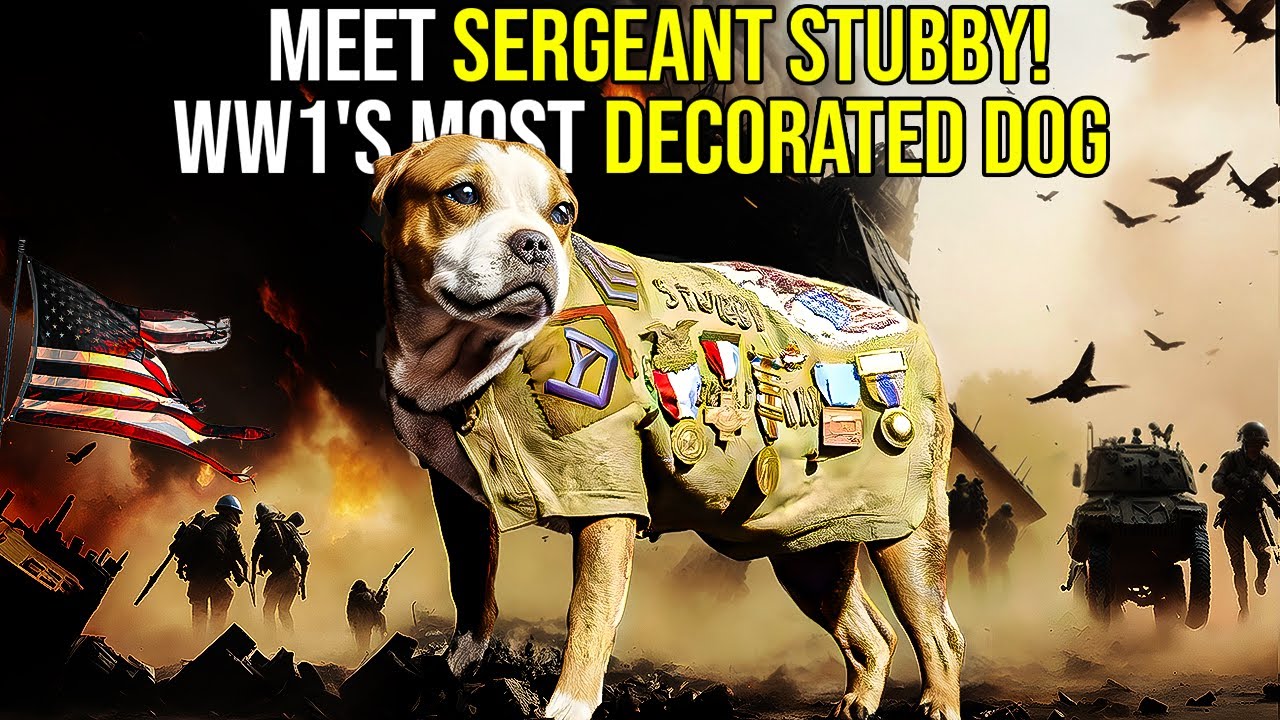 Sergeant Stubby - The Incredible Story of a Canine Hero - YouTube