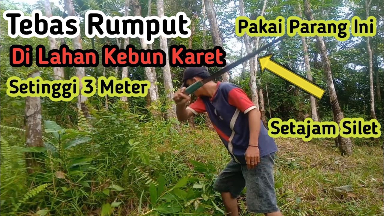 Kerja Tebas Rumput di Kebun Karet Pakai Parang Agar Kebun Karet Bersih ...