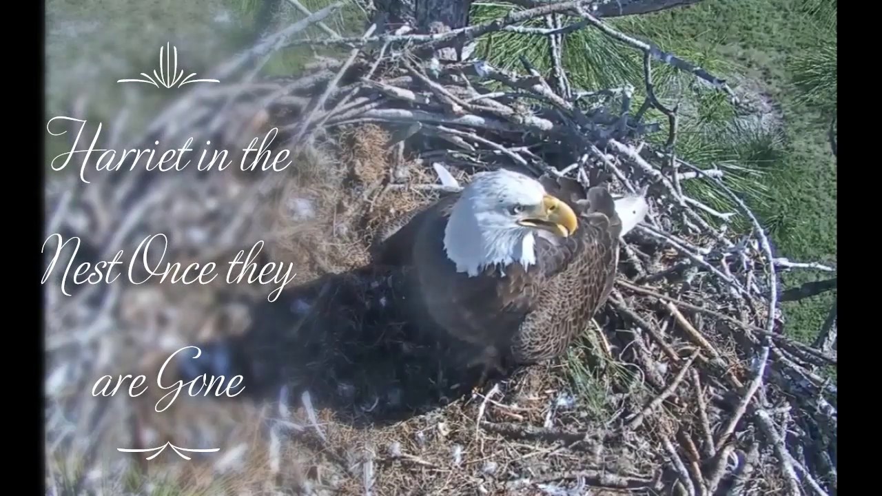 SWFL Eagles * CROW Retrieves E14's Body This Morning * 1/15/20 - YouTube