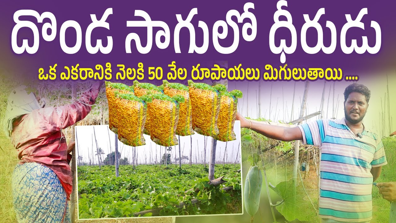 దొండకాయ సాగులో అదరకొడుతున్న కుర్రోడు | Little Guard Farming | Dondakaya ...