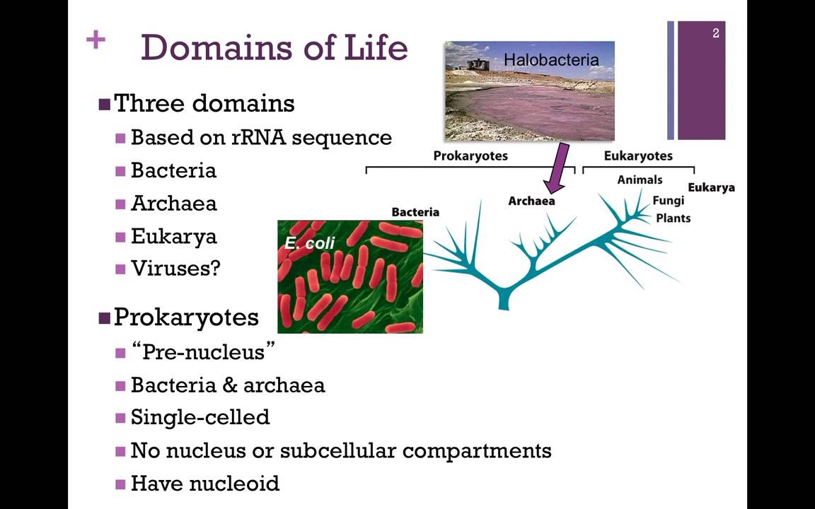 005-Domains of LIfe - YouTube