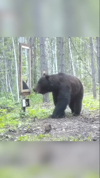 Мишка и зеркало - YouTube