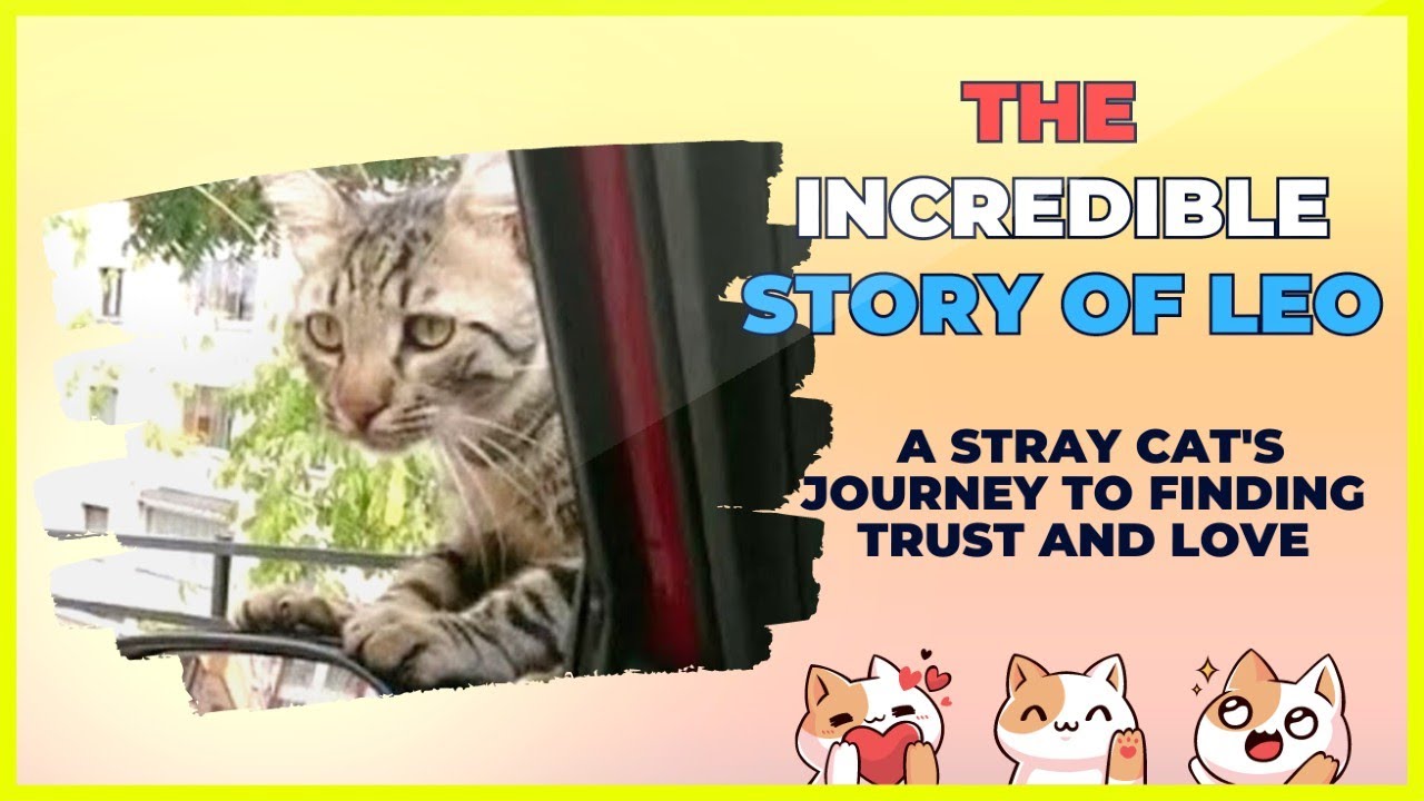 "The Incredible Story of Leo: A Stray Cat's Journey to Finding Trust ...