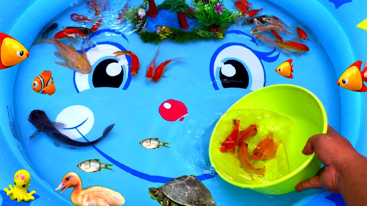Little And Big Fishes, Fish Pool, Fish Tank, Sucker Fish, Turtle, Ducks ...