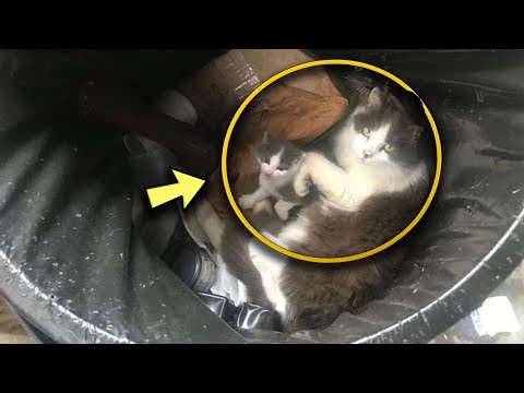 A Mama Cat Protected a Kitten Lying in the Garbage  They Could Have Died, but a Miracle Happened!