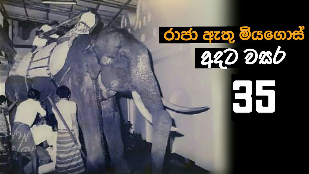 රාජා ඇතු මියගොස් අදට වසර 35|it is 35 years after death Majestic Tusker ...