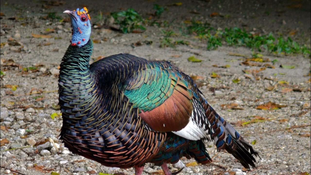Ocellated Turkey sound effect|Endangered species - YouTube