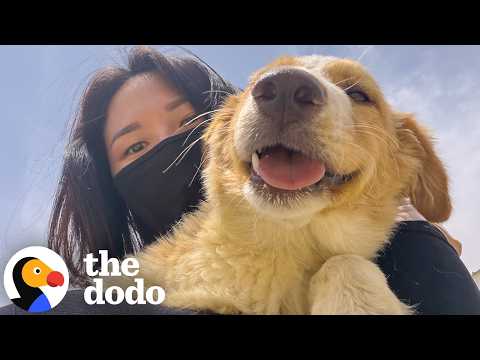 Stray Dog Gets A Second Chance Thanks To One Construction Worker | The Dodo