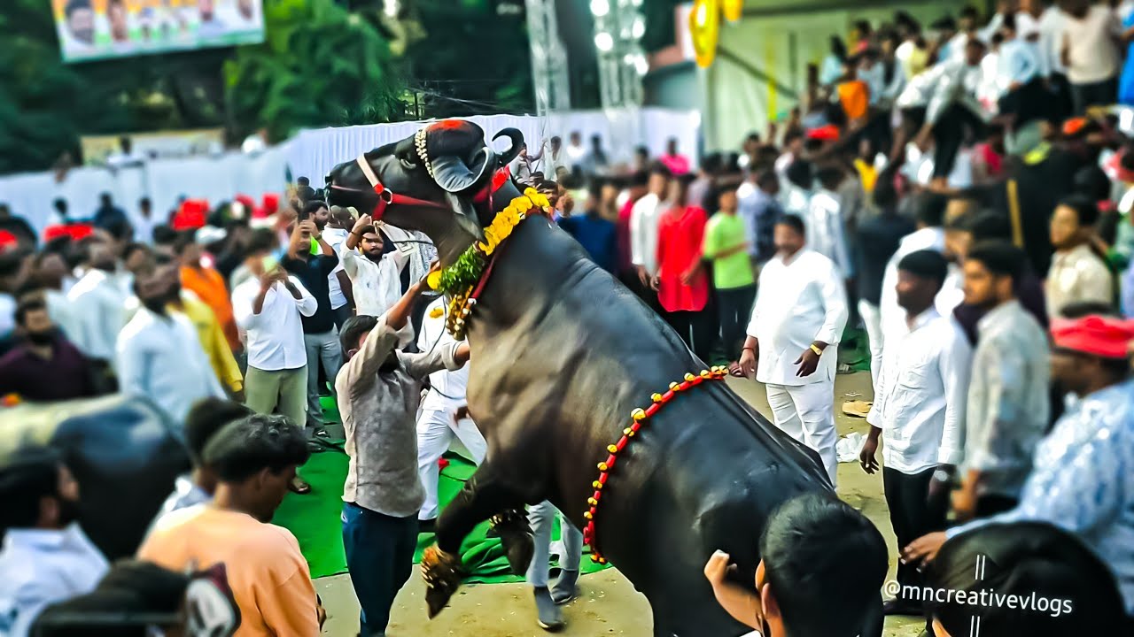 Sadar 2024 | Sadar Samelanam Ntr grounds Hyderabad 2024 | Bull lLfting😱 ...