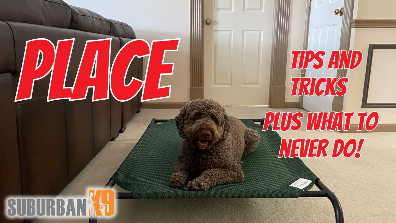 How To Teach Dogs The Place Command - YouTube