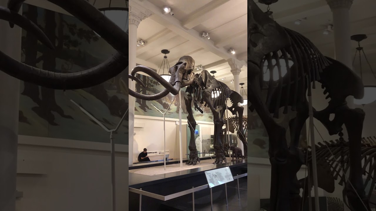 Mammoths Museum of Natural History - YouTube