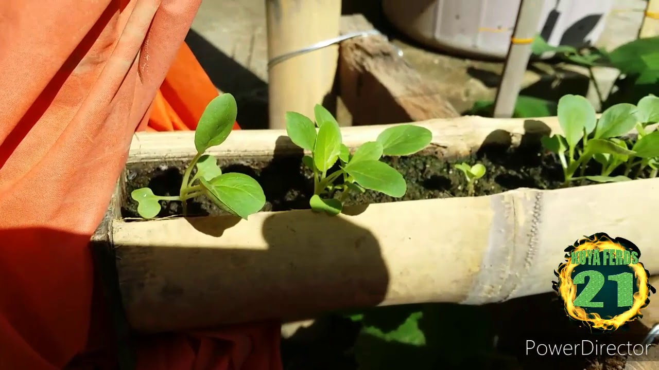 Pechay Transplanting 🌱 | Kuya Ferds21 - YouTube