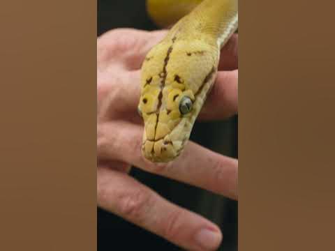 "ZOMBIE" Python 3 Year Transformation is INSANE - YouTube