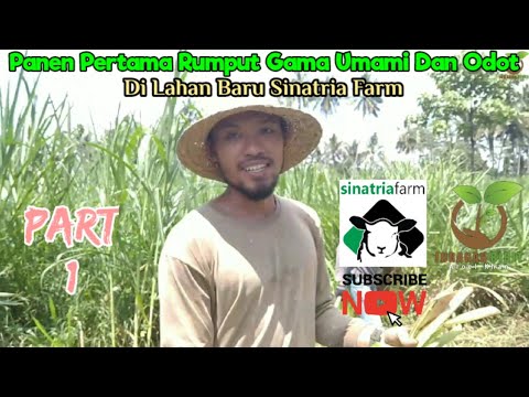 Panen pertama Rumput Gama umami dan Odot Di Lahan Baru Sinatria Farm ...