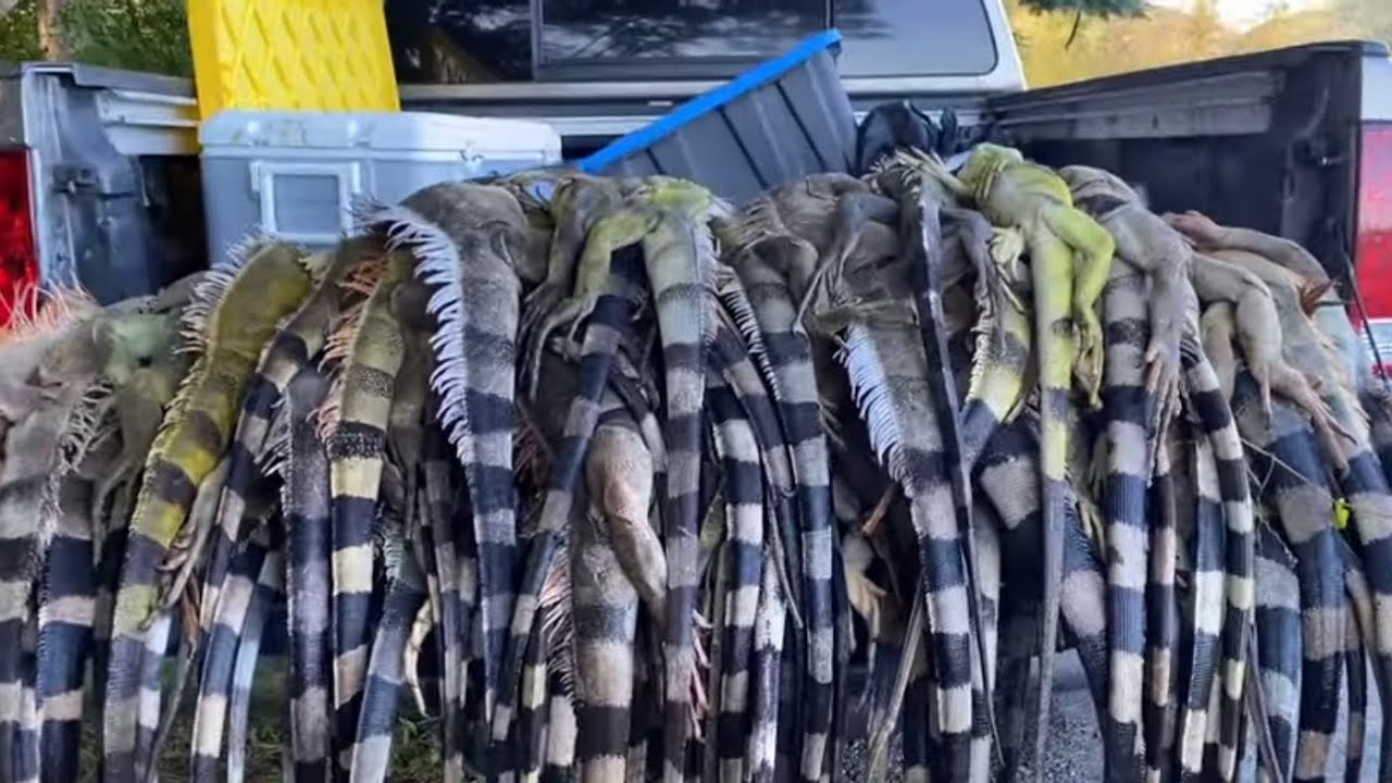 8-12-2021 The Day We filled a PICK UP TRUCK FULL OF IGUANAS!! BEST ...