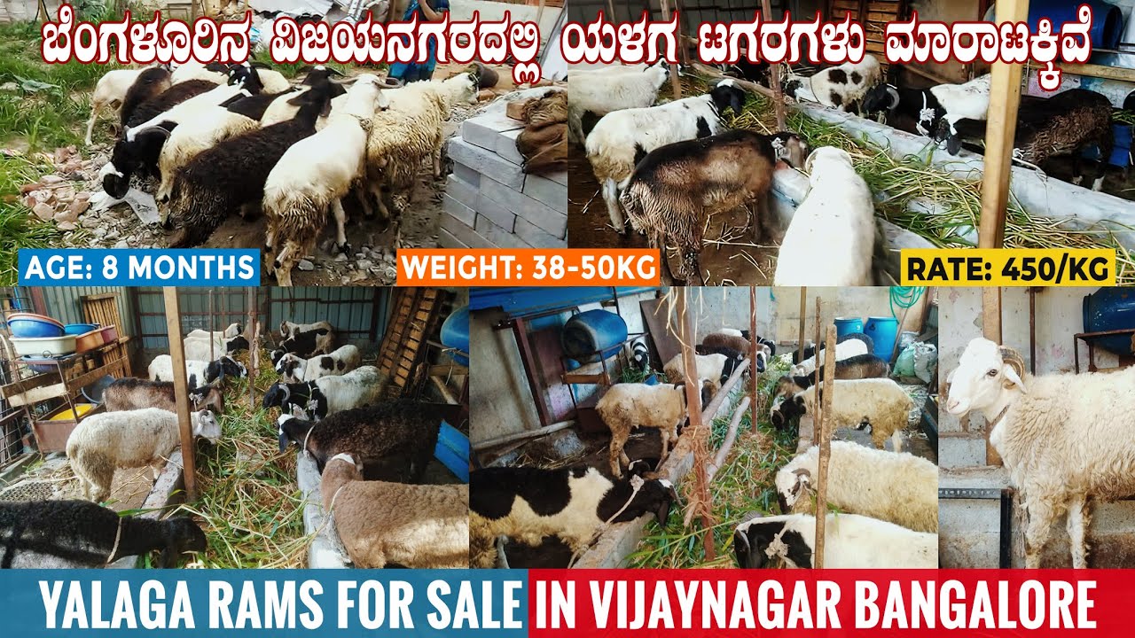 YALAGA SHEEP for Sale in Bangalore Karnataka | Rams for Sale | Sheep ...