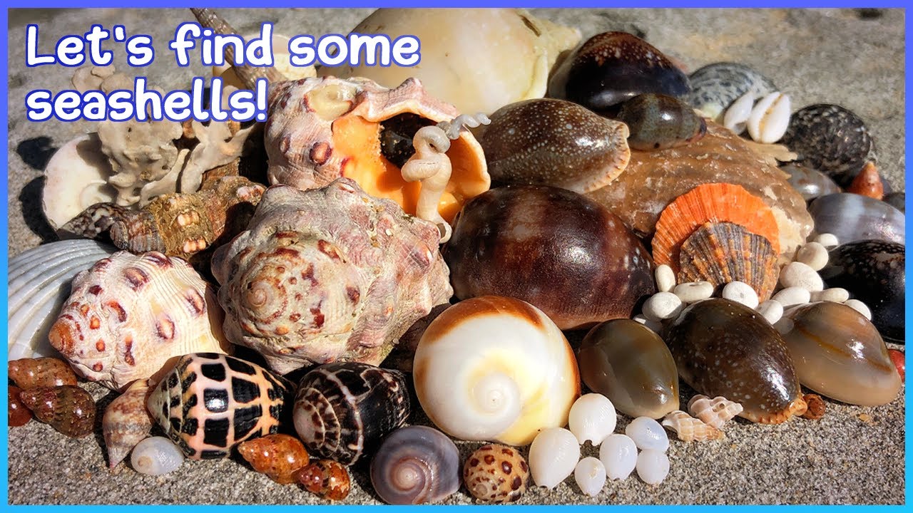 Finding Seashells at Low Tide | Checking Rock Pools [Virtual Shelling ...