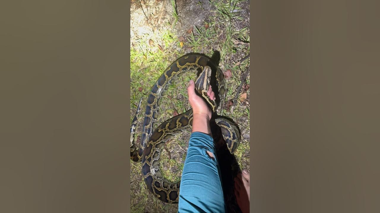 Removing invasive Burmese pythons out of the Everglades! #everglades# ...