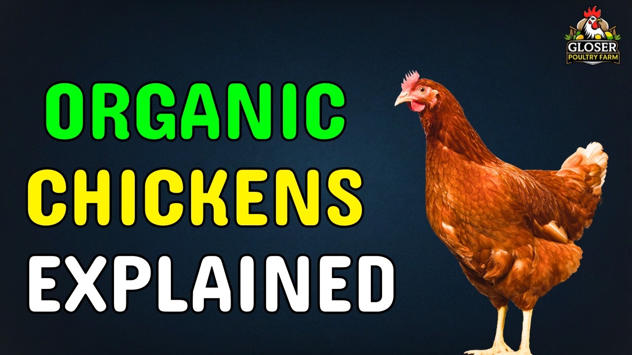 Organic Chicken Farming Explained: Feed, Care, and Growth - YouTube