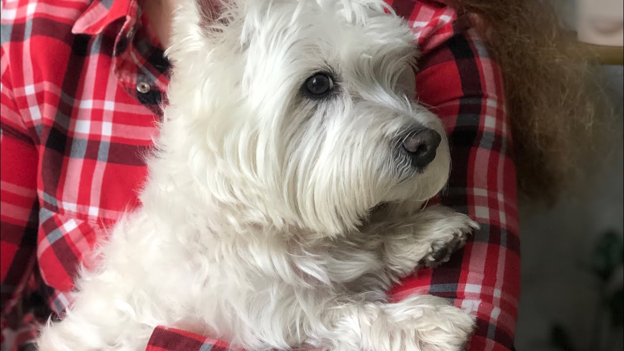 My new TikTok video clips/ My westie is a star - YouTube