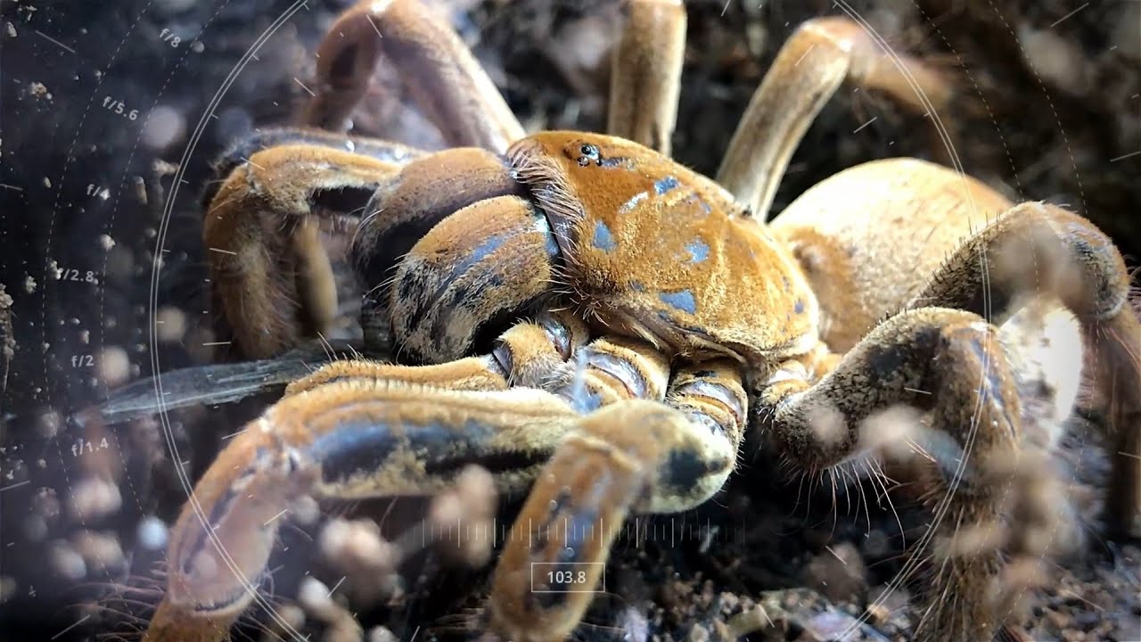 Theraphosa Stirmi, Burgundy Goliath Bird Eater introduction - YouTube