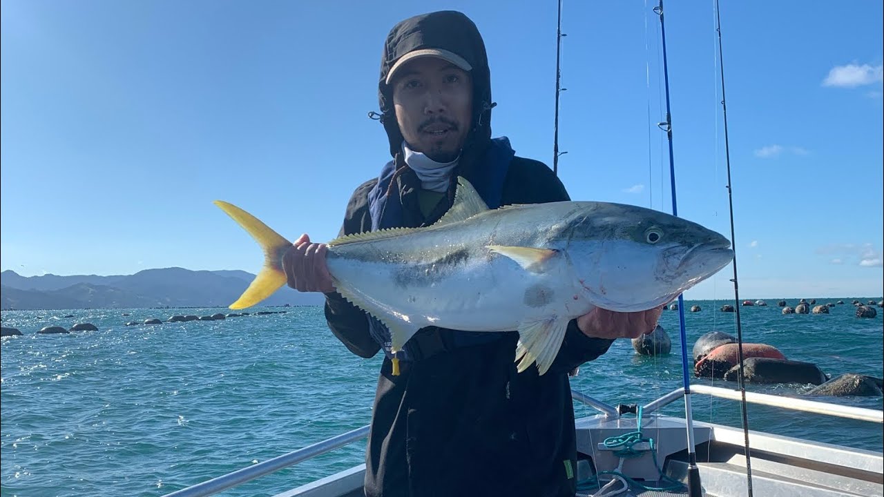 Firth of Thames mussel farm kingfish - YouTube