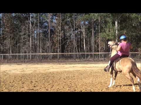 Spice- The Value of the One Rein Stop in Colt Starting Horse Training ...