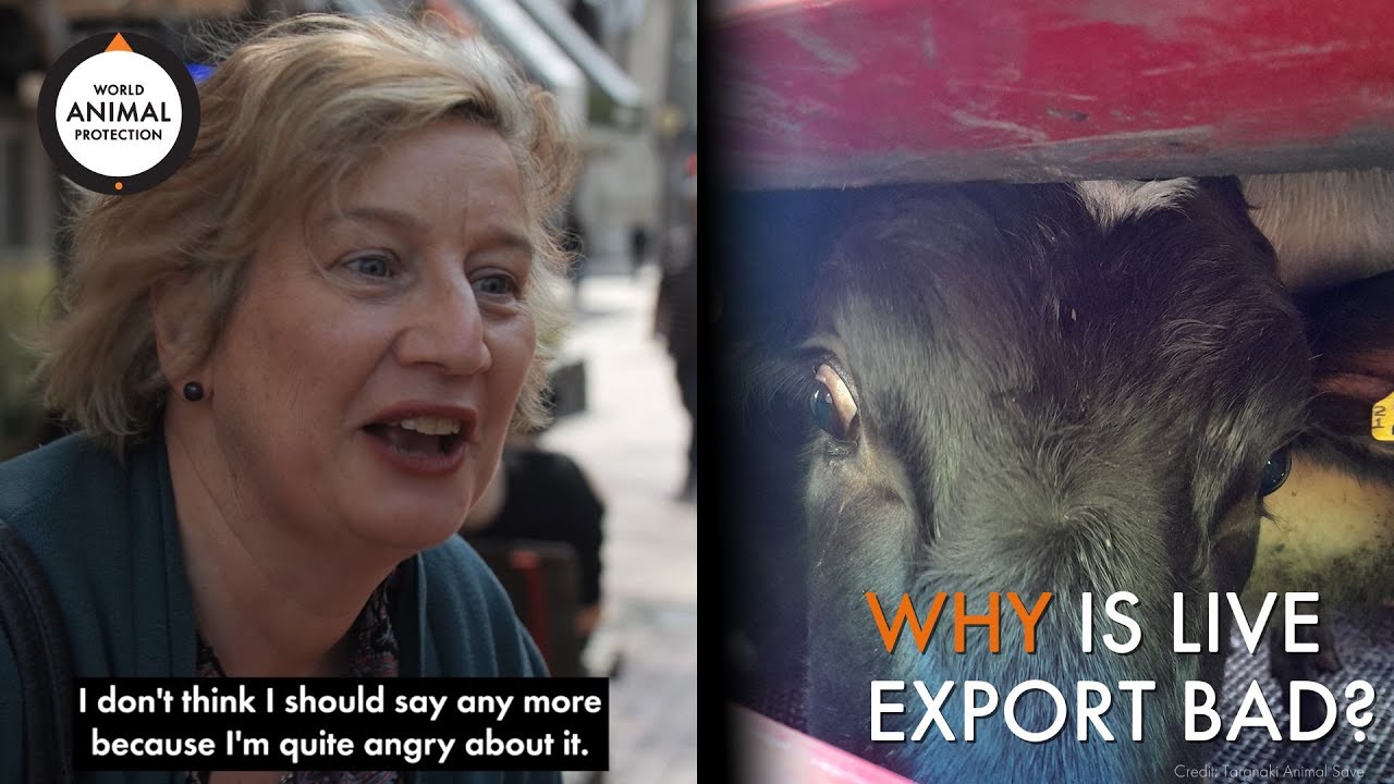 Why is live export bad? Here's what the public of New Zealand thinks ...
