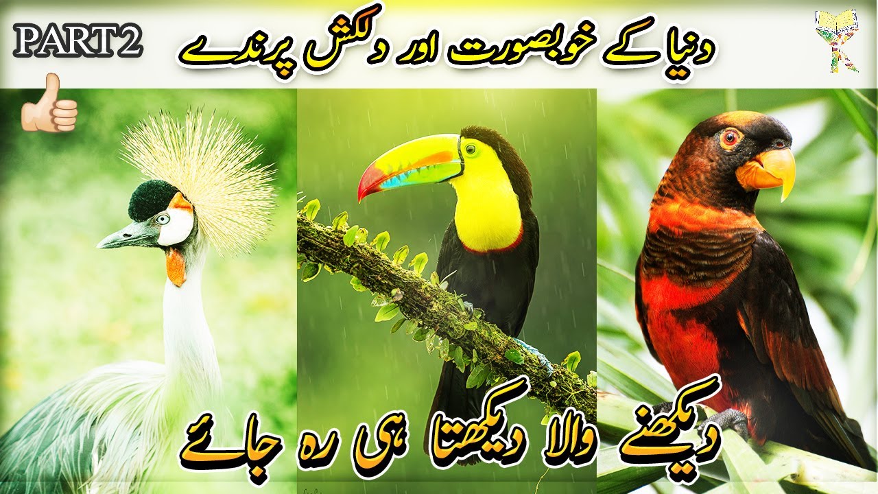 Top 28 most Beautiful Birds, Cutest birds in the world (Part 2) in Urdu ...
