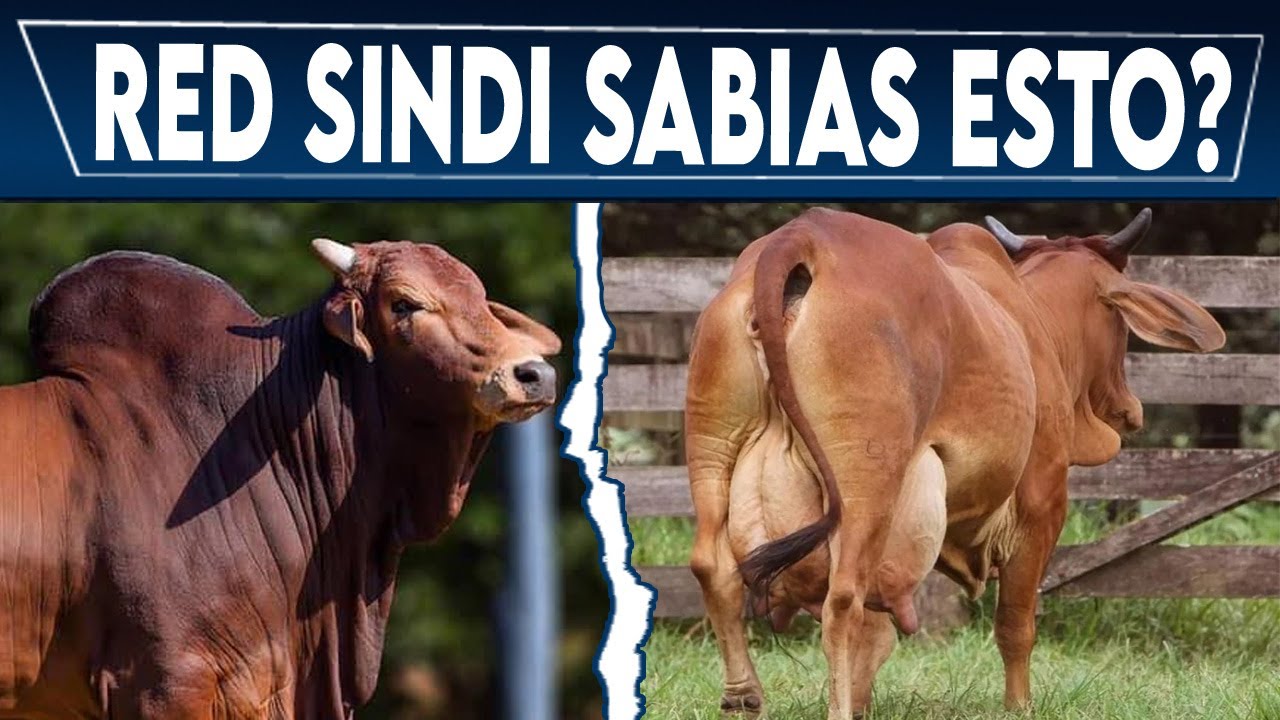 🔴 RED SINDI Conoces Sabias Esto? Vacas Lecheras / Cárnicas / Doble ...