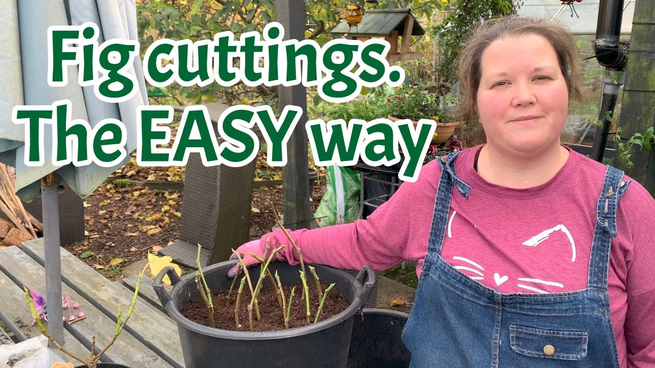 How to take hardwood cuttings from figs - easy outdoor method - YouTube