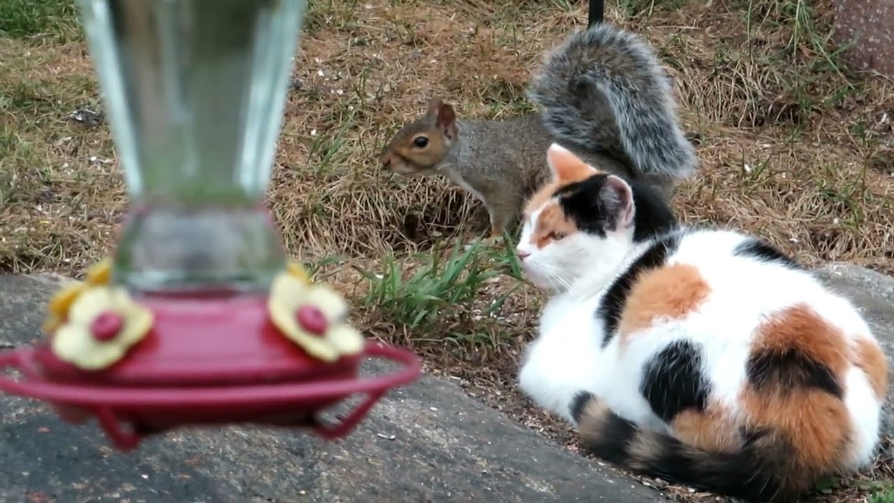 cat and squirrel - YouTube