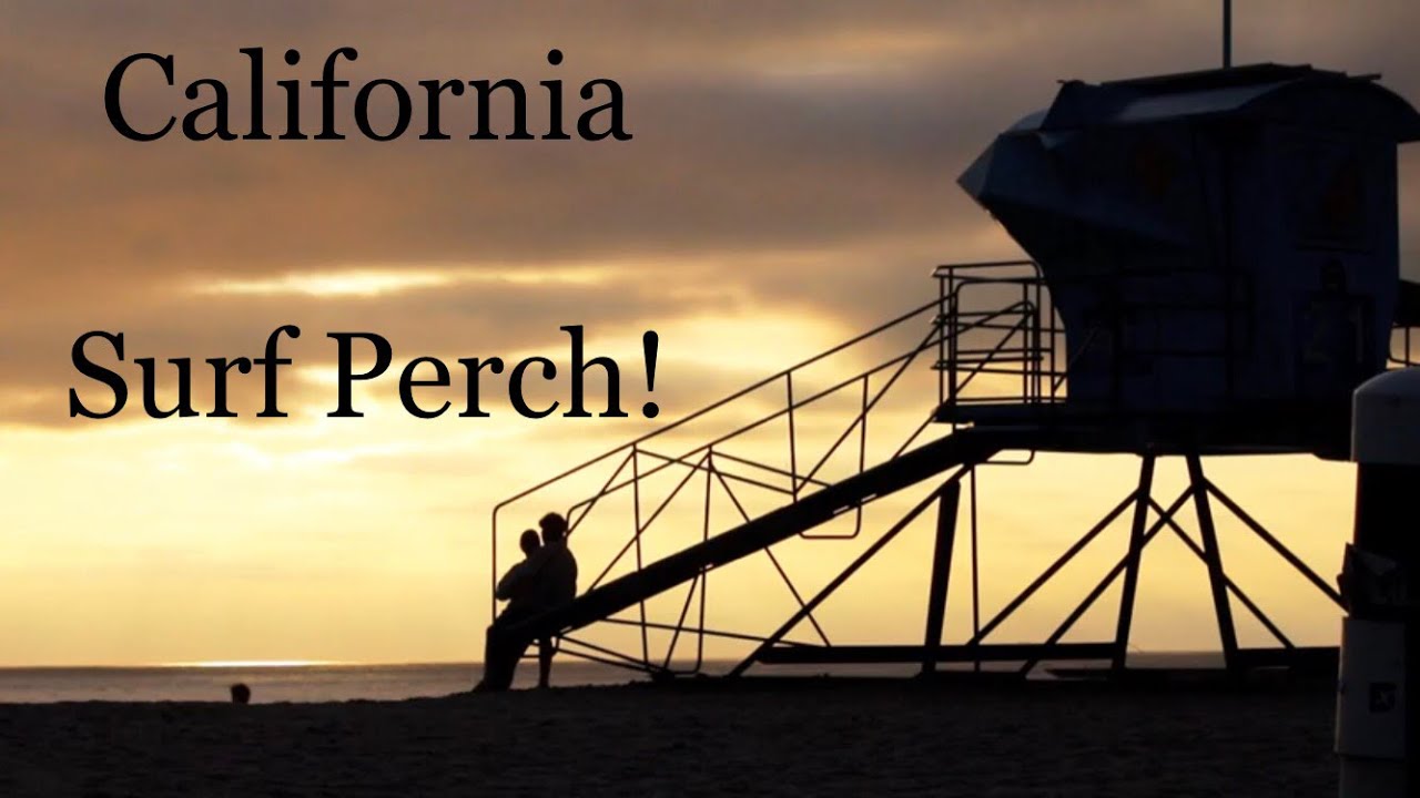 Fishing and Catching Barred Surf Perch!!! Instant Success! Carlsbad ...